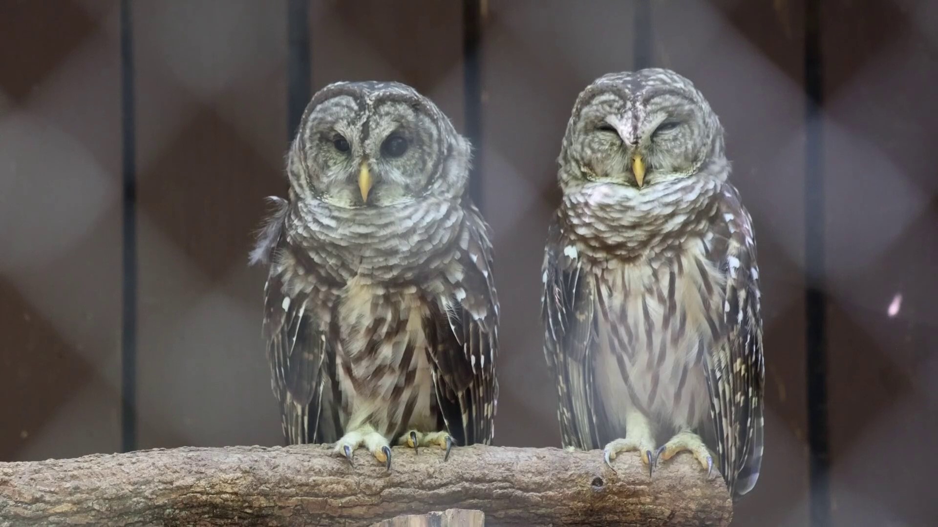 Going behind-the-scenes at the Carolina Raptor Center | wcnc.com