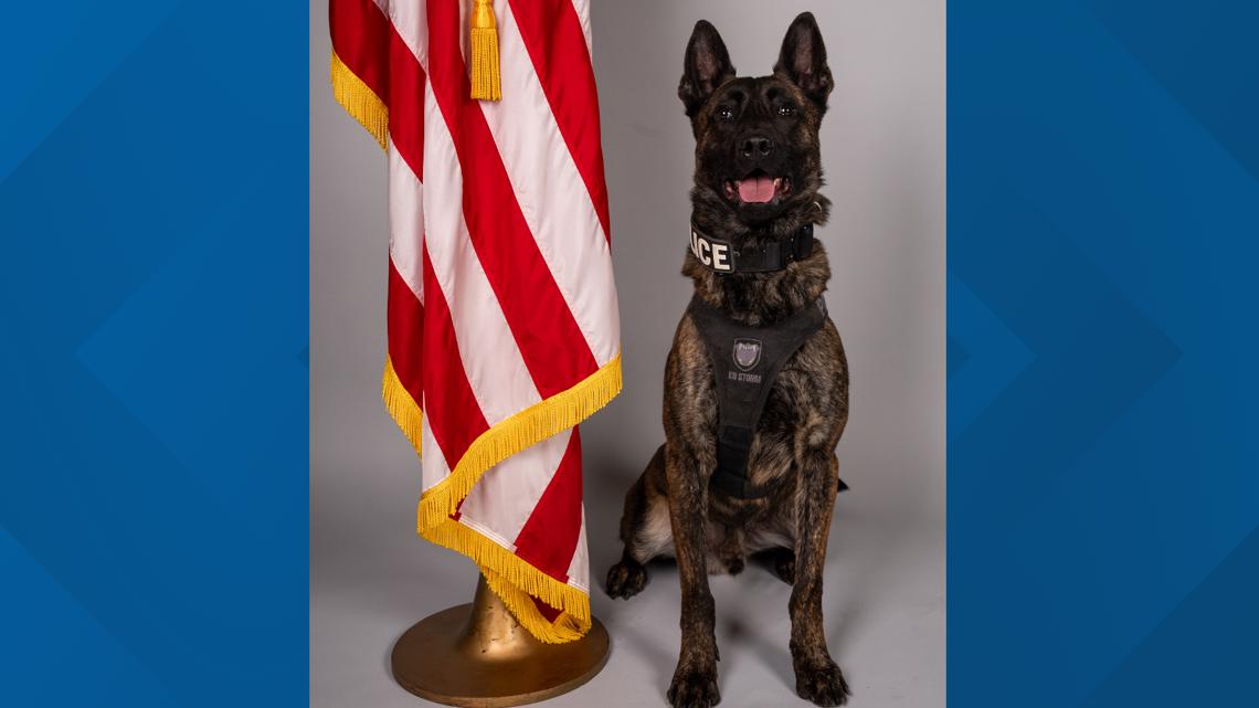 Rock Hill K-9 stabbed pursuing attempted murder suspect | wcnc.com