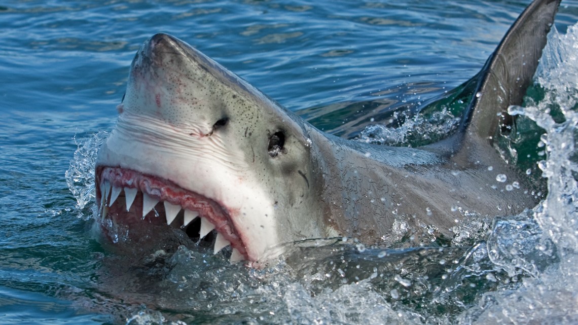 Should you worry about shark attacks this summer? | wcnc.com