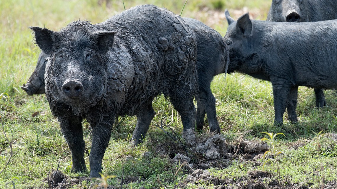 South Carolina has a feral hog problem. Fixing it won't be easy | wcnc.com