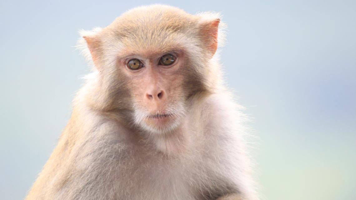 USDA investigating SC primate facility where 43 monkeys escaped | wcnc.com