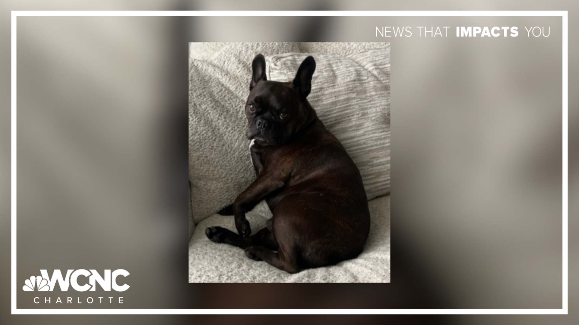 French bulldog still missing 1 month after CMPD finds owner's stolen ...