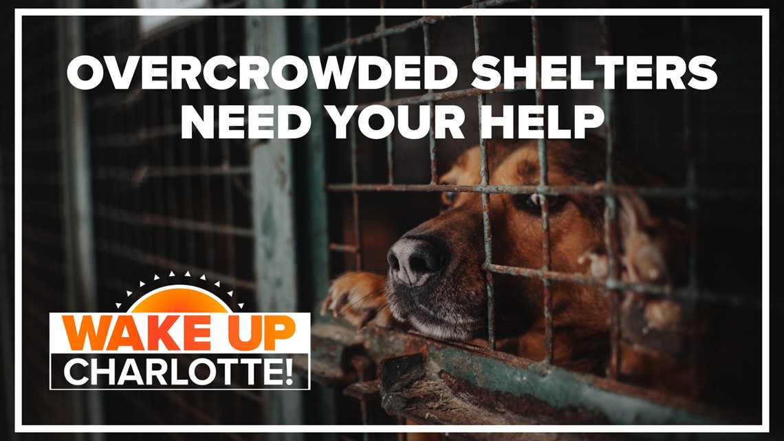 CMPD Animal Care & Control in dire need of adoptions, fosters: # ...