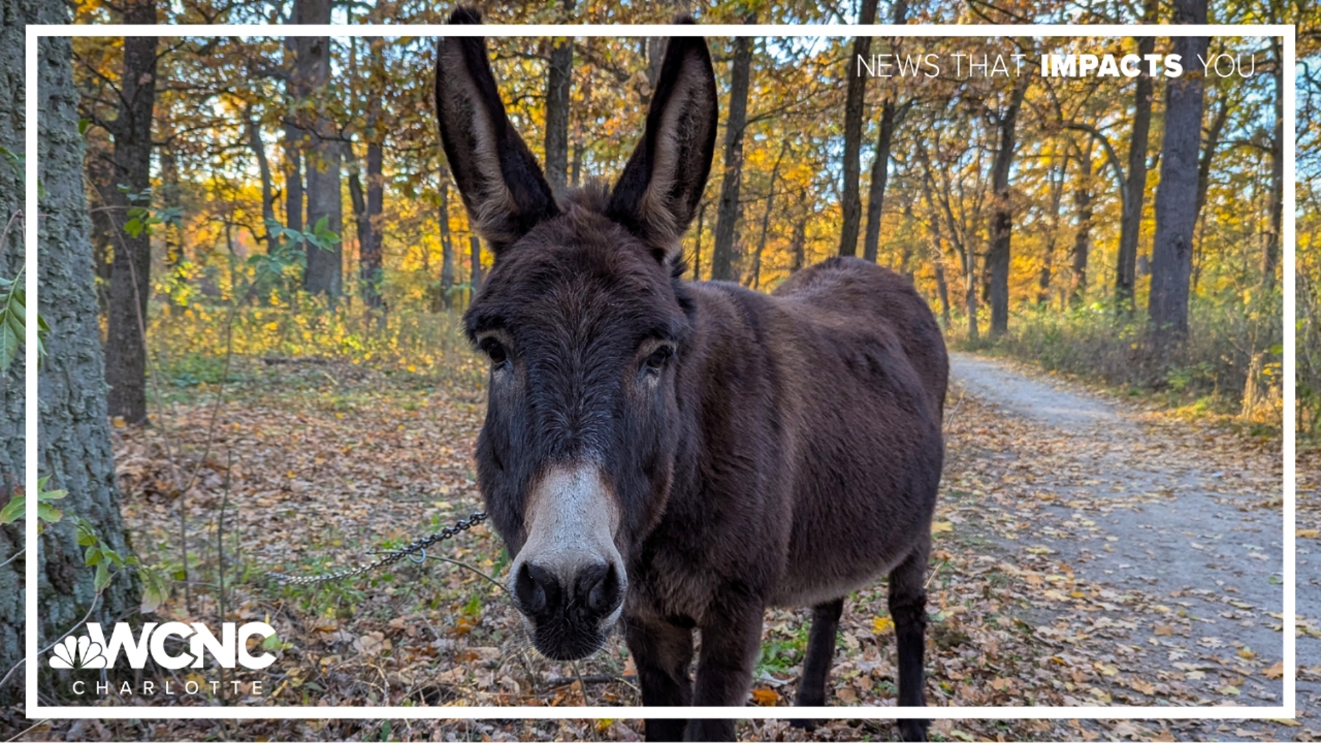 Escaped mules killed in accident months after delivering Helene ...