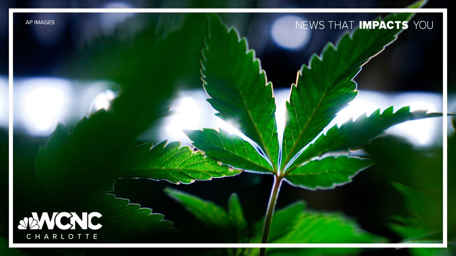 Microchip reunites lost cat with family 443 days after Hurricane Helene ...