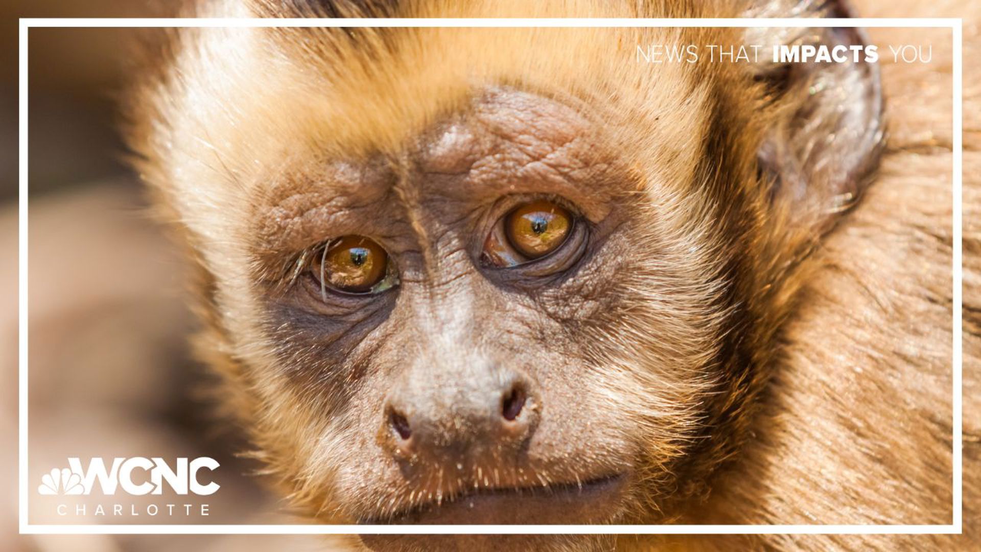 Capuchin monkey escapes in Iredell County | wcnc.com