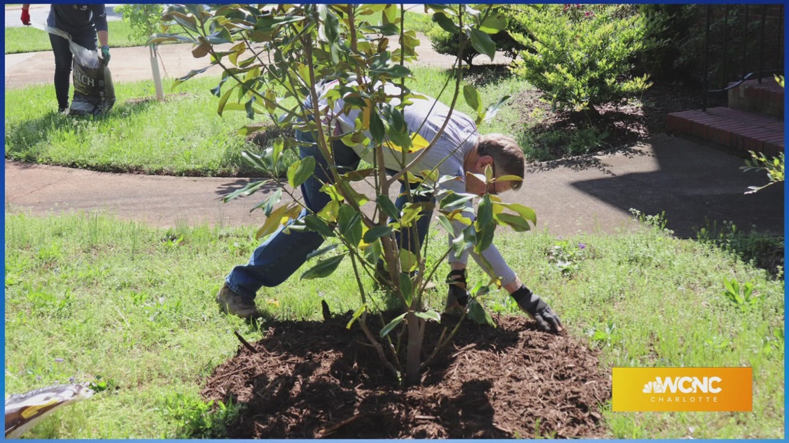 Caring for trees in the heat of summer, and knowing the best time and ...