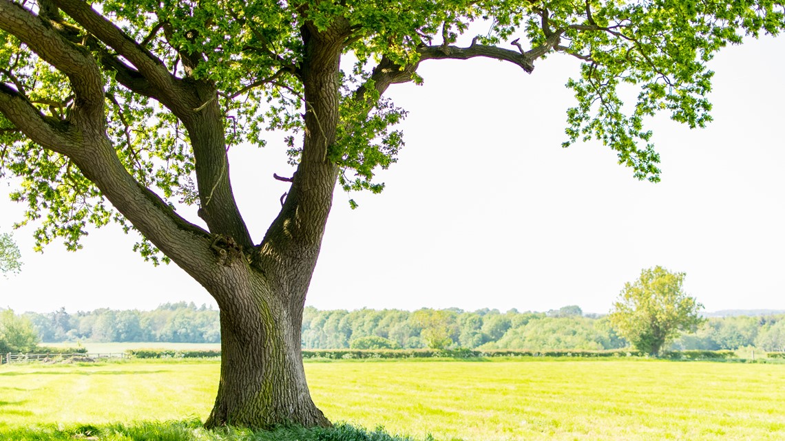 Charlotte 2024 Crown Tree Awards | wcnc.com
