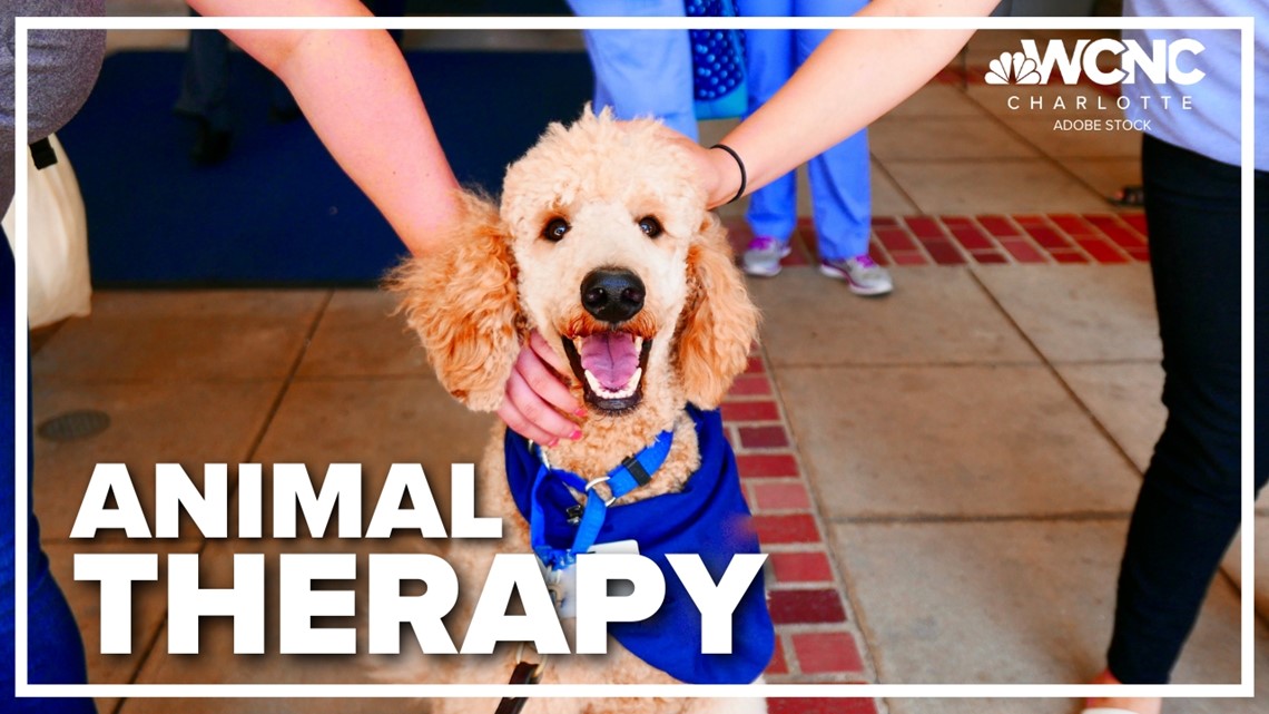 Charlotte charter school using therapy dogs for mental health | wcnc.com