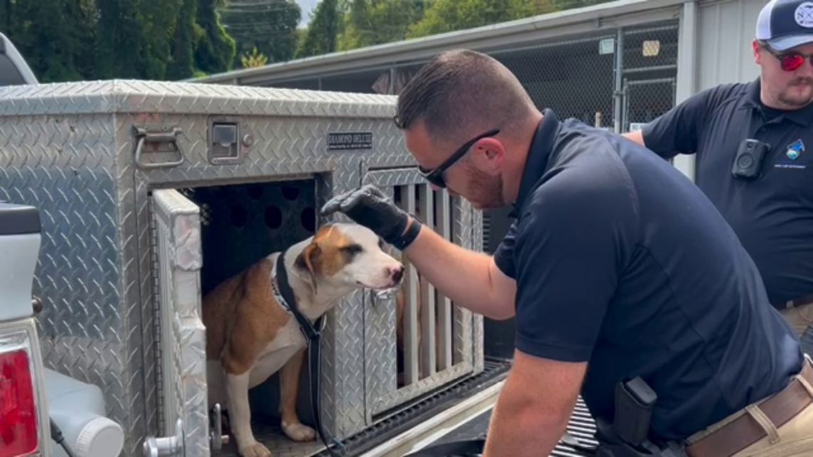 Deputies seize 66 animals from home, suspects facing charges | wcnc.com