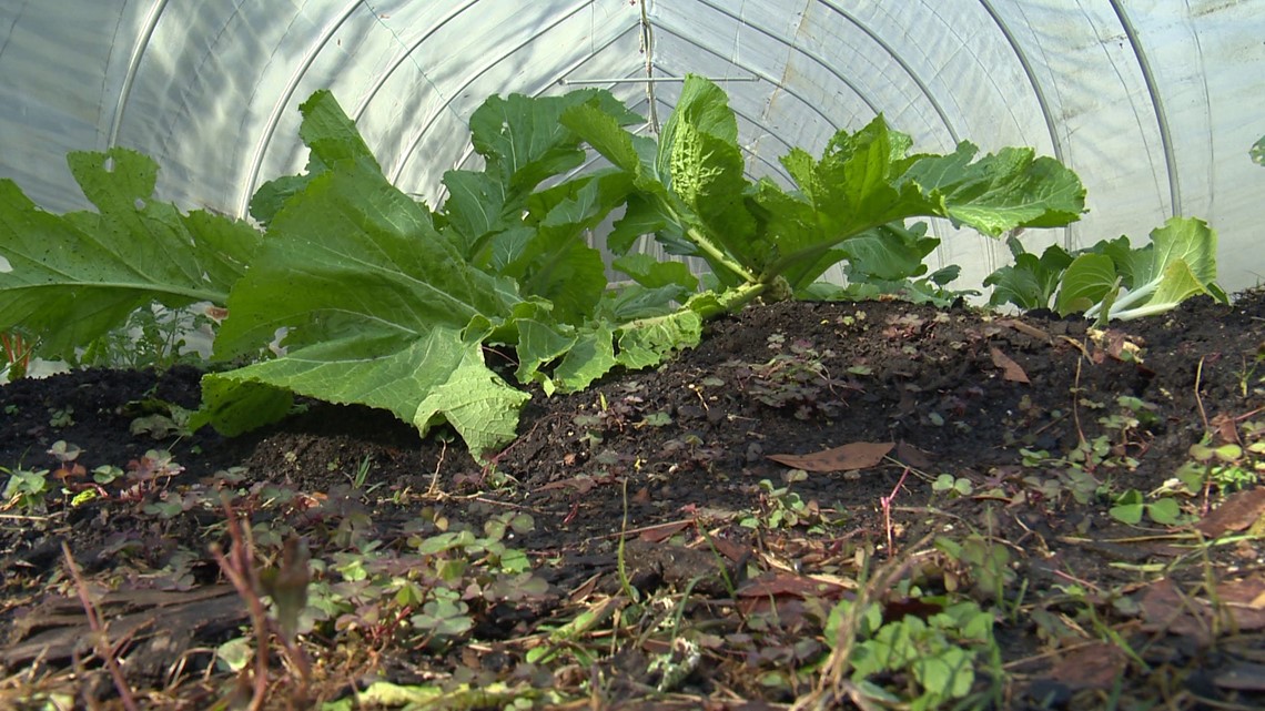 Creating climate-resilient crops in North Carolina | wcnc.com