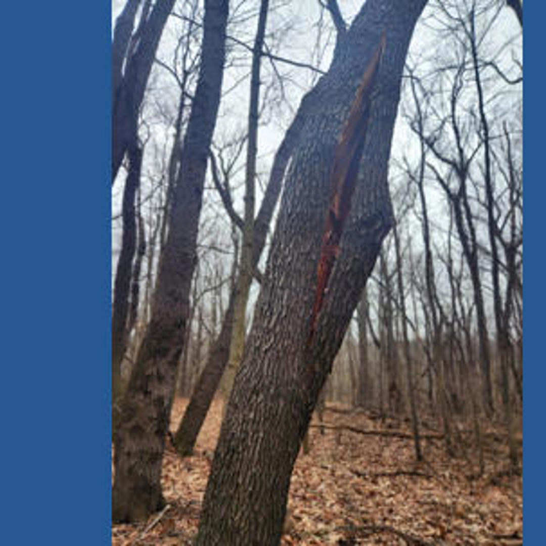 Frost crack: Explaining 'exploding trees' due to the cold | wcnc.com