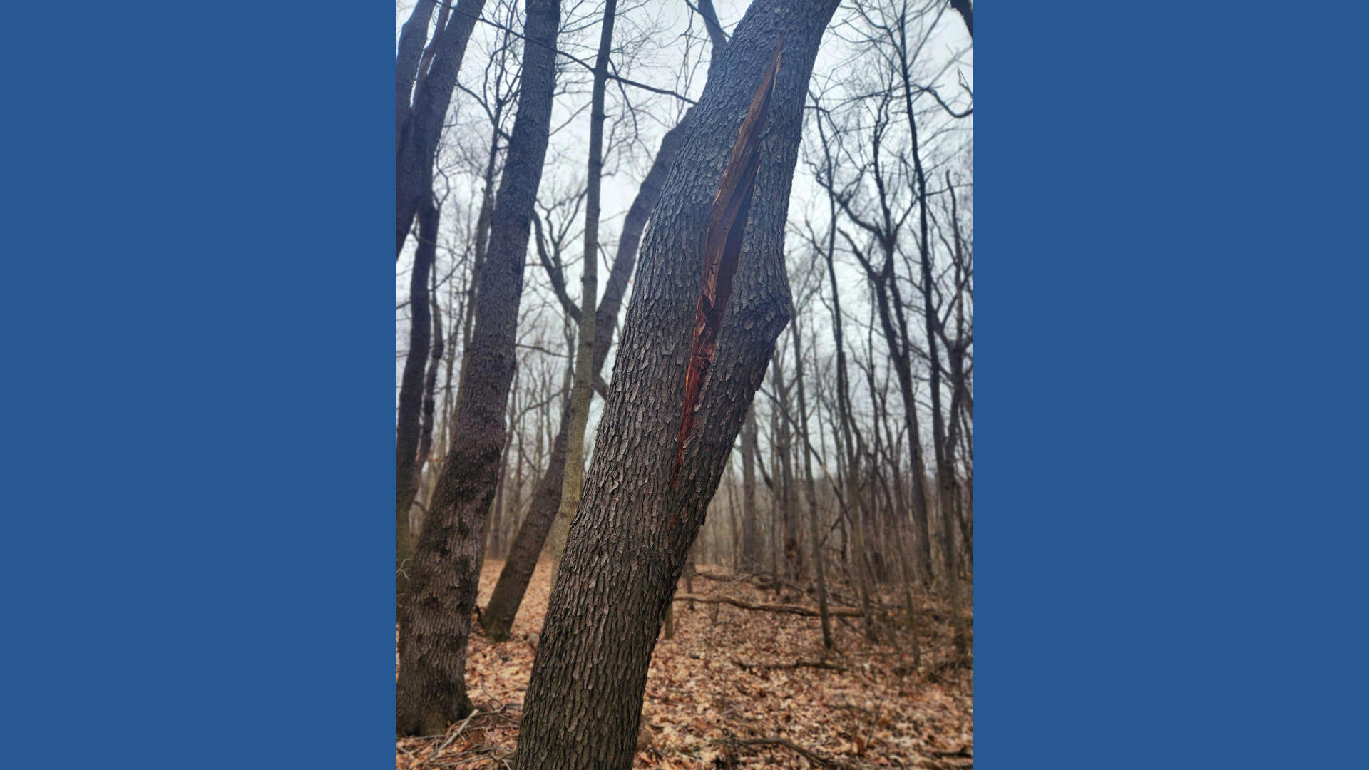Frost crack: Explaining 'exploding trees' due to the cold | wcnc.com