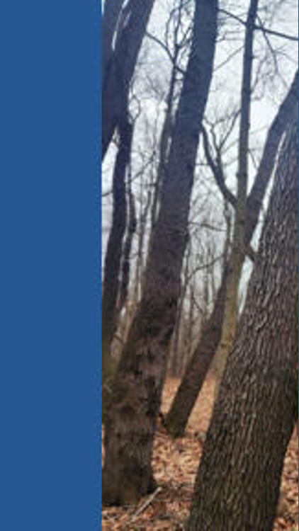 Frost crack: Explaining 'exploding trees' due to the cold | wcnc.com