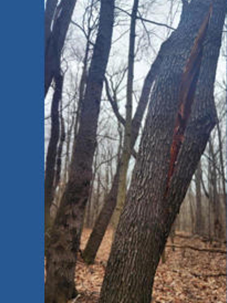 Frost crack: Explaining 'exploding trees' due to the cold | wcnc.com