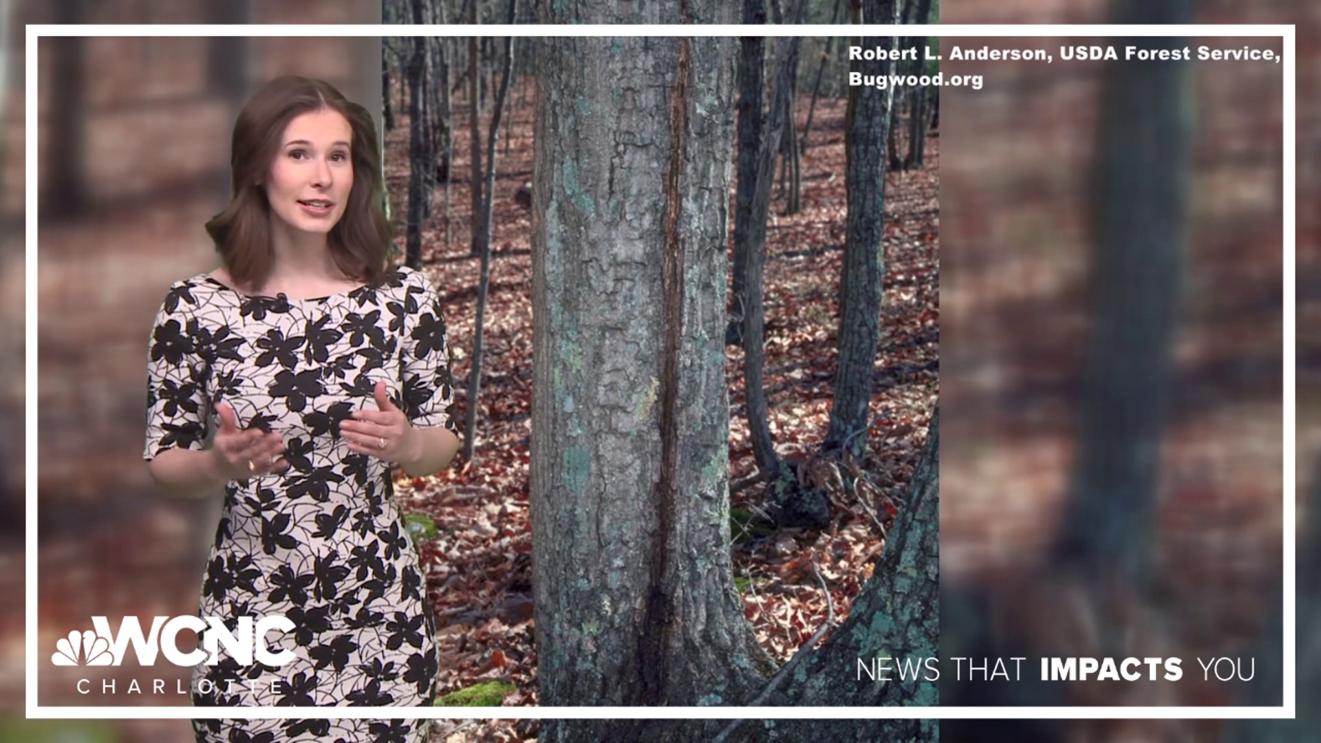Frost crack: Explaining 'exploding trees' due to the cold | wcnc.com