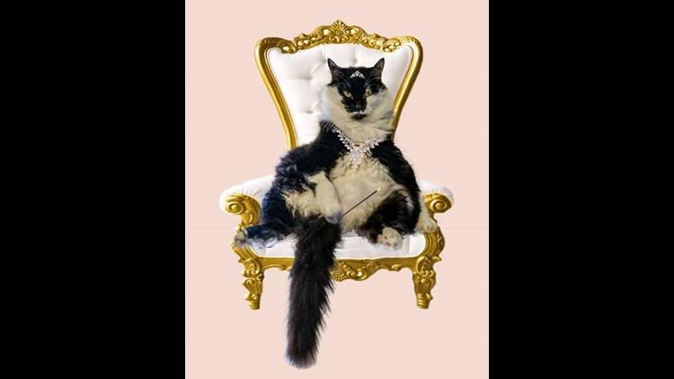 Charlotte Humane Society creates new cat campaign: 'Real House Cats of ...