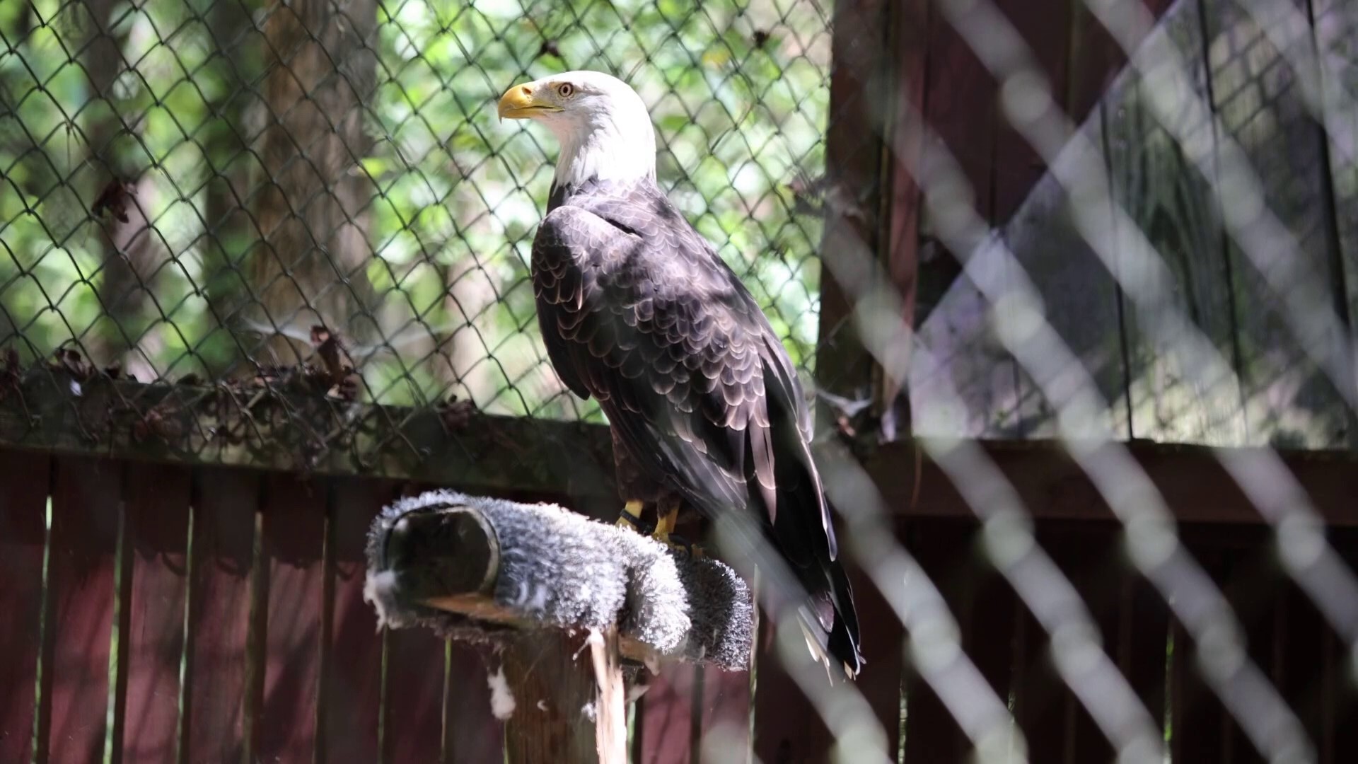 Going behind-the-scenes at the Carolina Raptor Center | wcnc.com