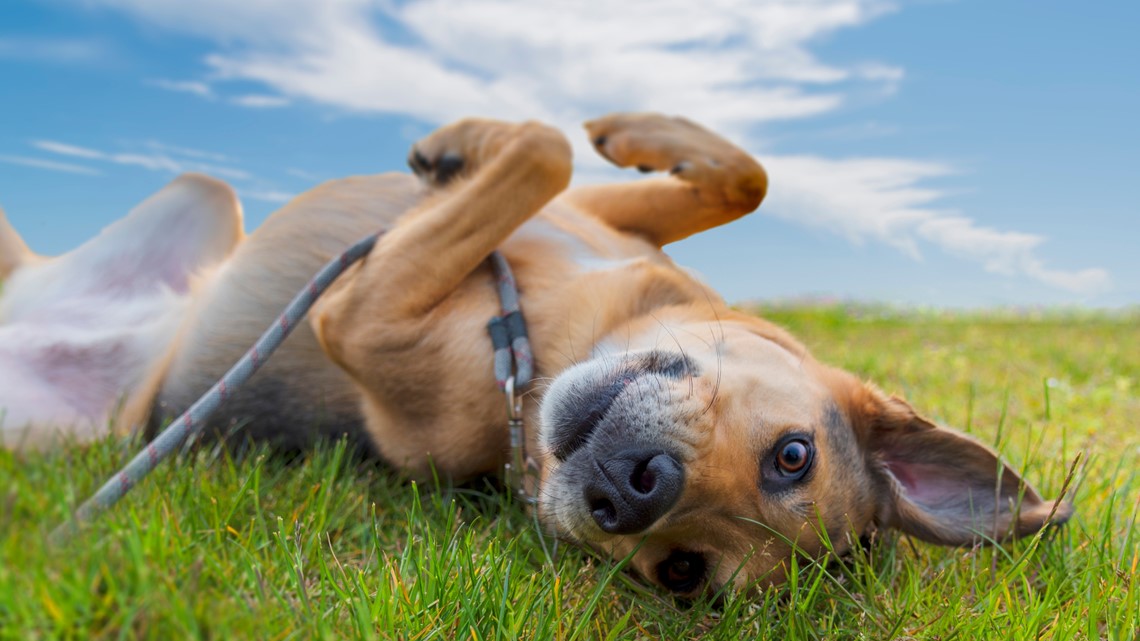What's bugging our pets this spring and summer? | wcnc.com
