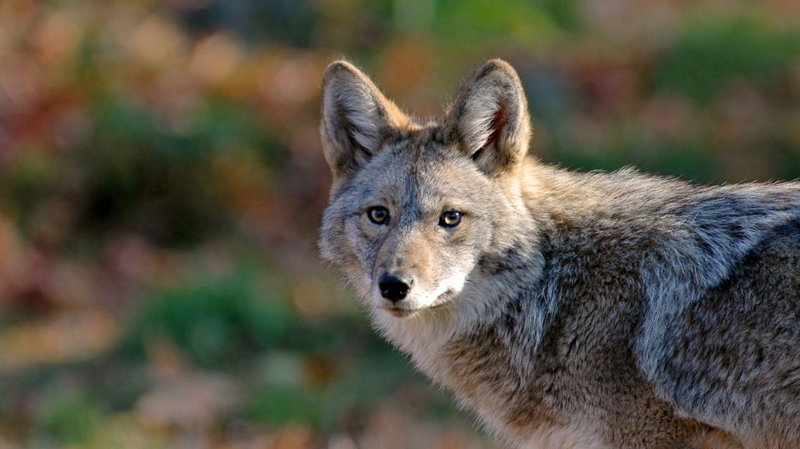 Coyote in Huntersville tests positive for rabies, exposing human and ...