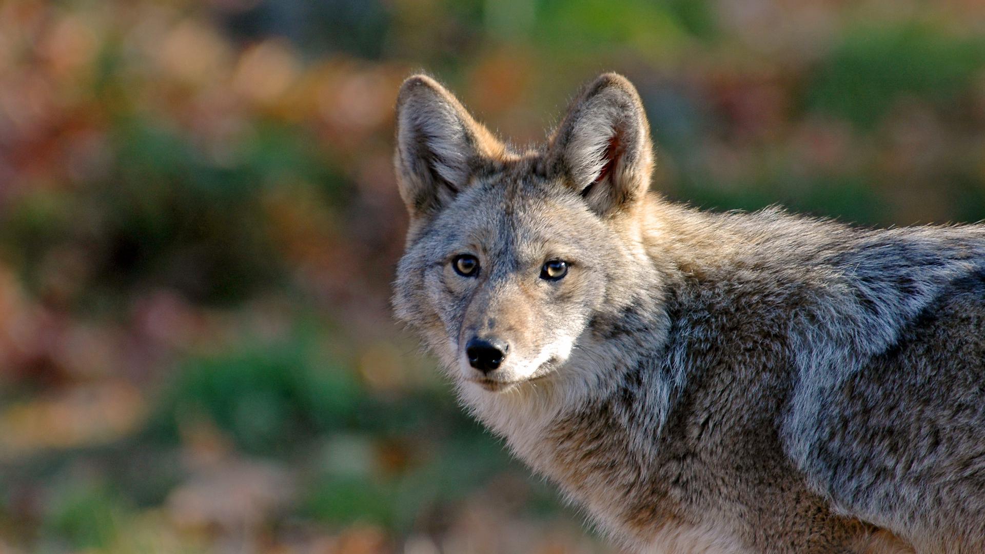 Coyote in Huntersville tests positive for rabies, exposing human and ...