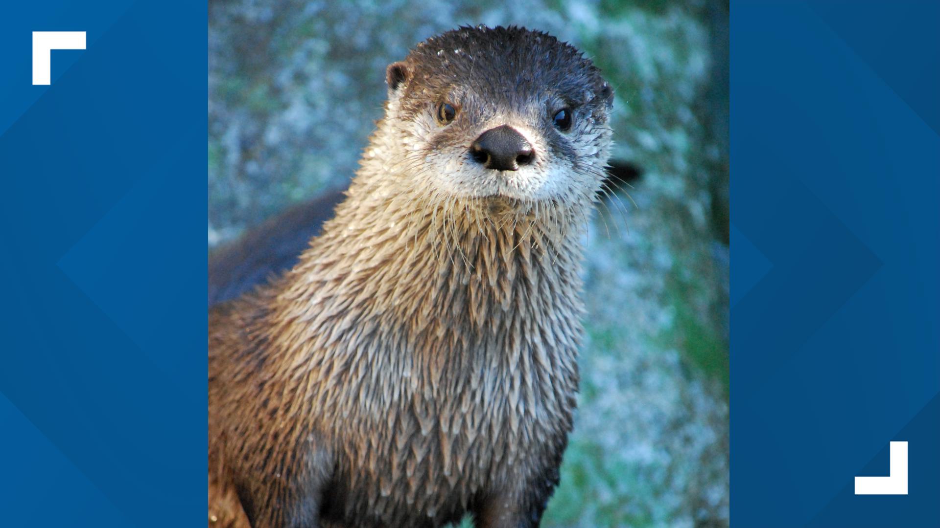 Grandfather Mountain remembers Nova, beloved 12-year-old river otter ...