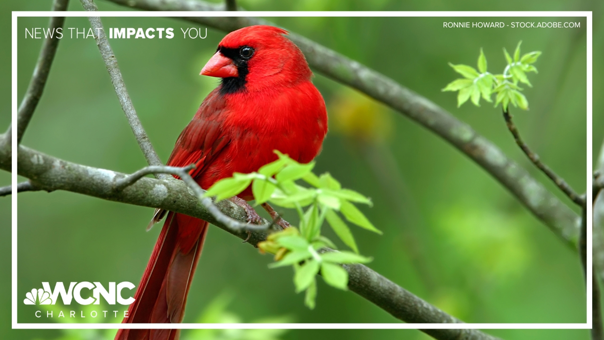 Larry Sprinkle shares trivia about North Carolina | wcnc.com