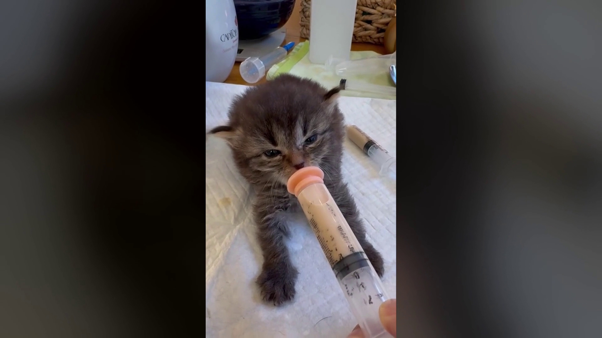 Kitten found after Hurricane Helene offers hope amid destruction | wcnc.com