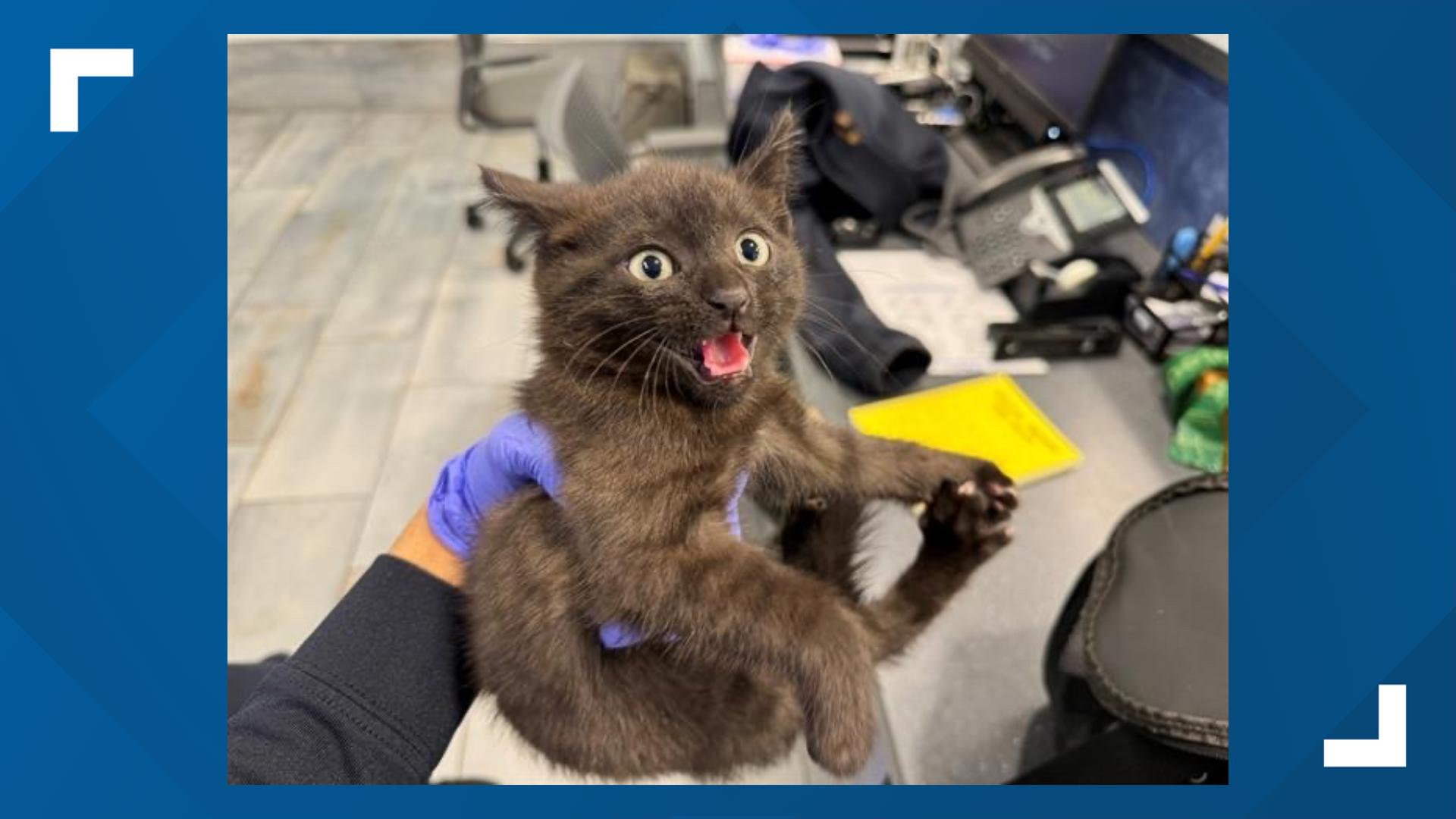 Charlotte animal shelter needs helps during kitten season | wcnc.com