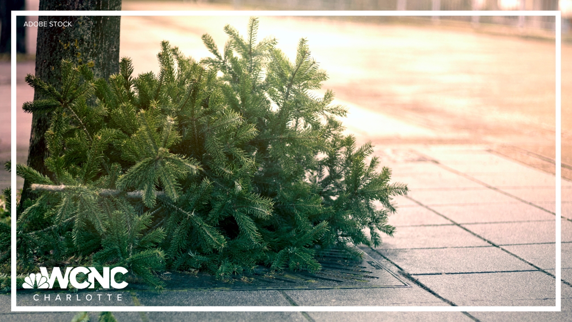 What to know about Christmas tree disposal in Charlotte, North Carolina ...