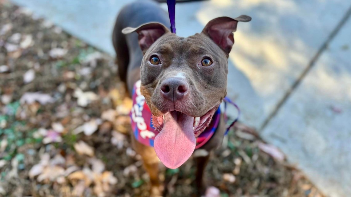 Charlotte animal control needs to move dozens of dogs | wcnc.com