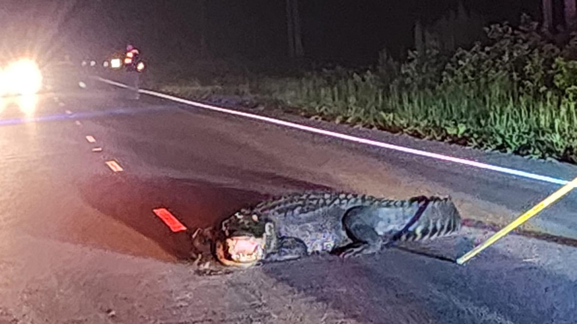 Alligator lunging at cars near Boiling Spring Lake, NC | wcnc.com