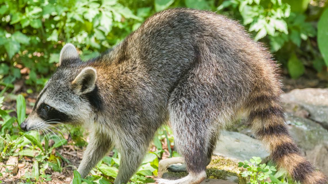 CDC tracks likely rabies outbreaks across 12+ US states | wcnc.com