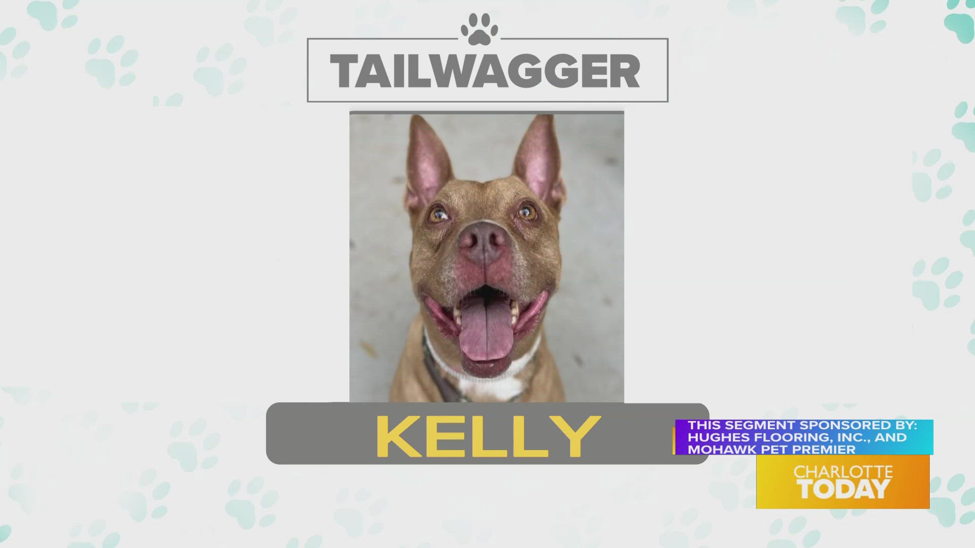 Meet Today's Tuesday Tailwagger Kelly - sponsored by Hughes Flooring ...