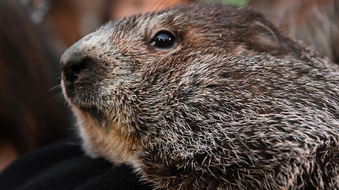 Where the the holiday Groundhog Day come from? | wcnc.com