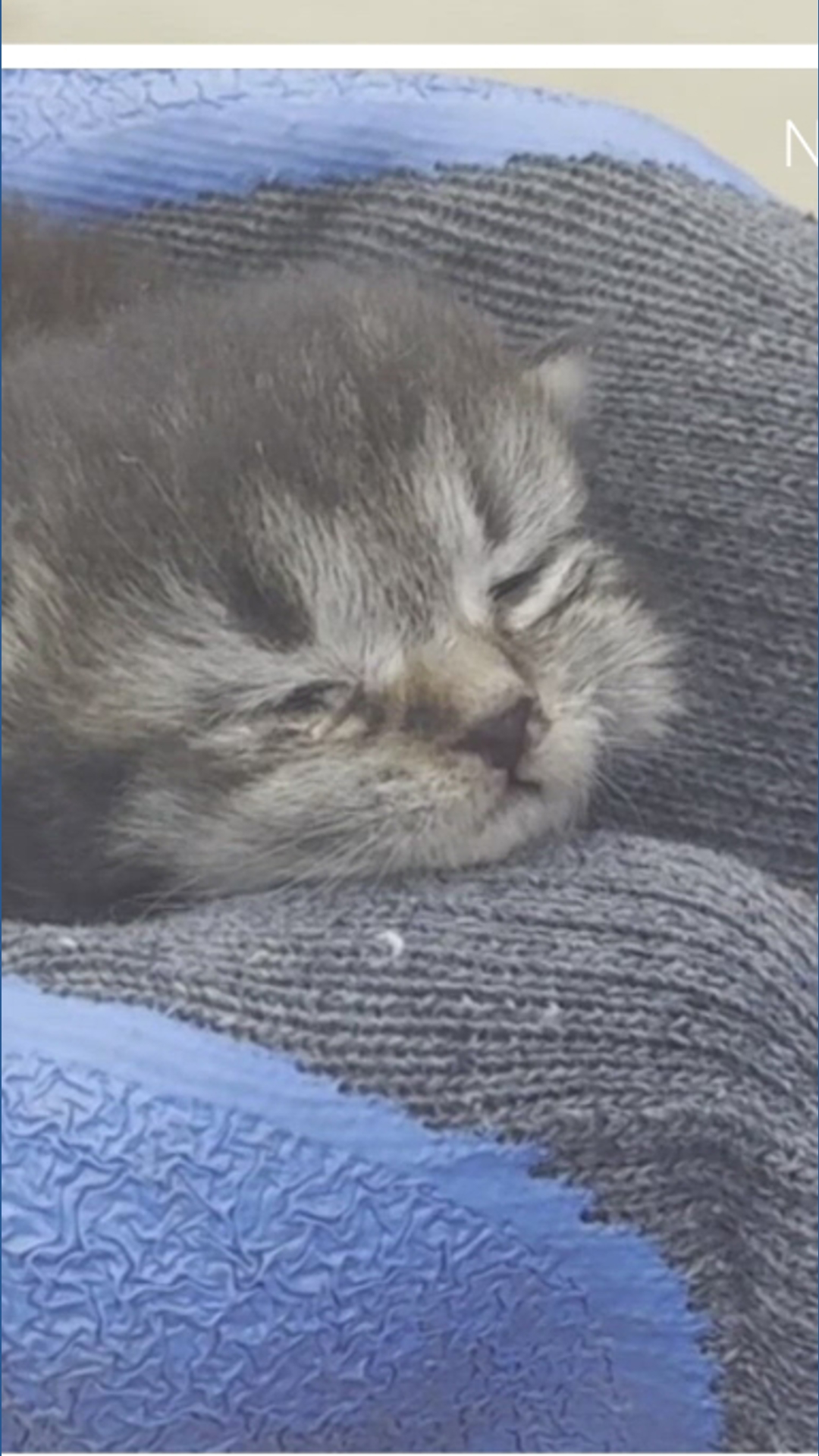 Cat saved during Hurricane Helene now thriving | wcnc.com