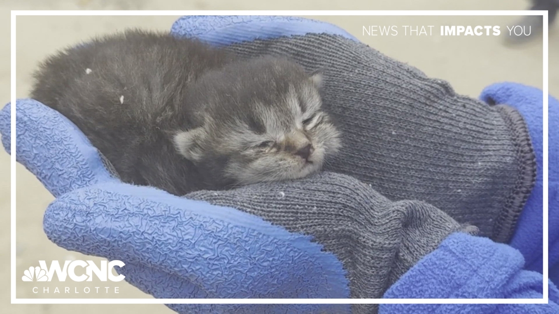 Cat saved during Hurricane Helene now thriving | wcnc.com