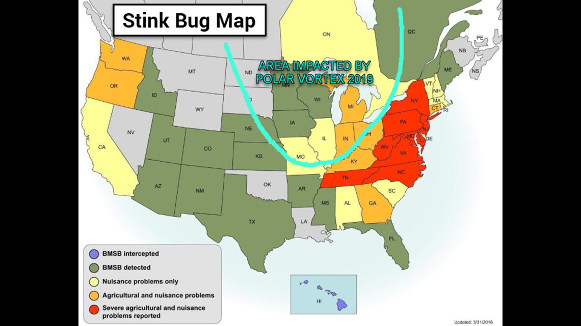 95% of Stink bugs were not killed by the polar vortex | wcnc.com
