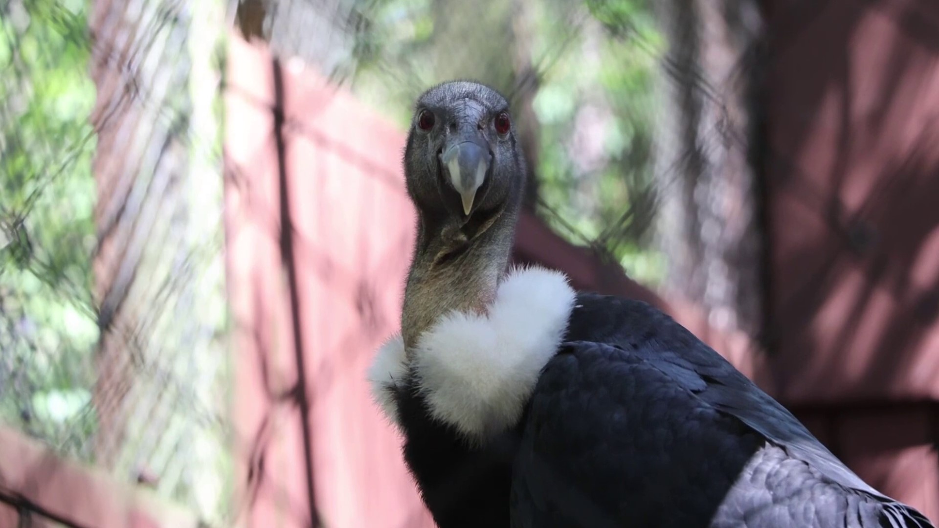 Going behind-the-scenes at the Carolina Raptor Center | wcnc.com