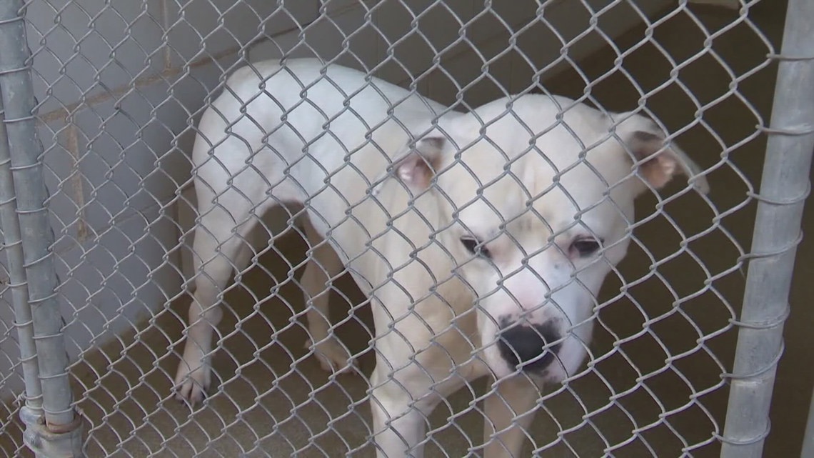 Charlotte animal shelter's urgent call for dog adoptions, fosters ...