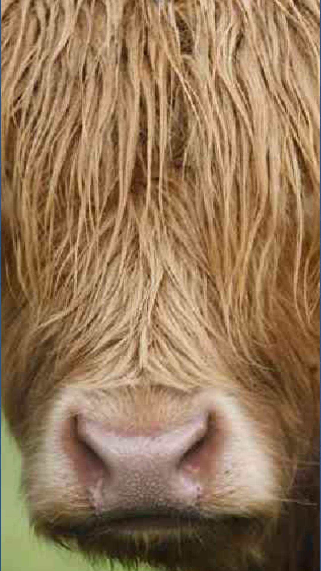 Why Highland cows are becoming more popular in North Carolina with ...