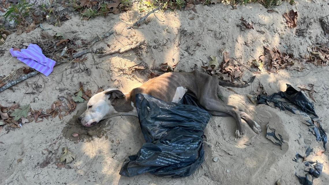 'Discarded like garbage': Puppy found in trash bag dies, SPCA seeks ...