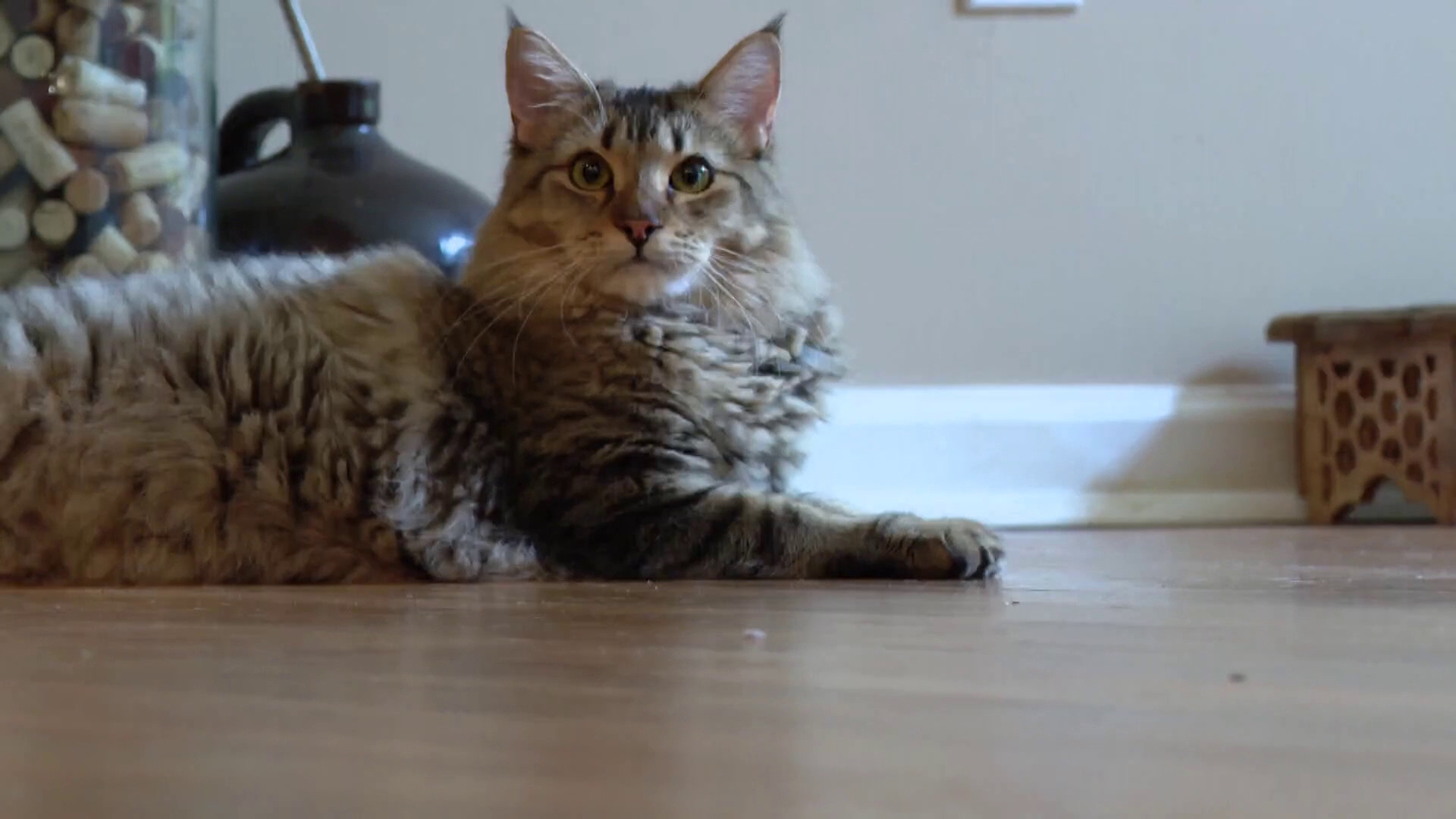 Kitten found after Hurricane Helene offers hope amid destruction | wcnc.com