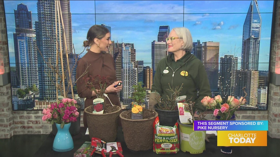 It's time to plant & prune roses with these tips from Pike Nursery ...