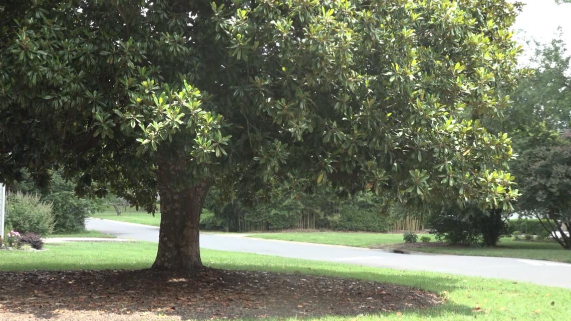 Drought and extreme heat stressing trees across the Carolinas. Here's ...