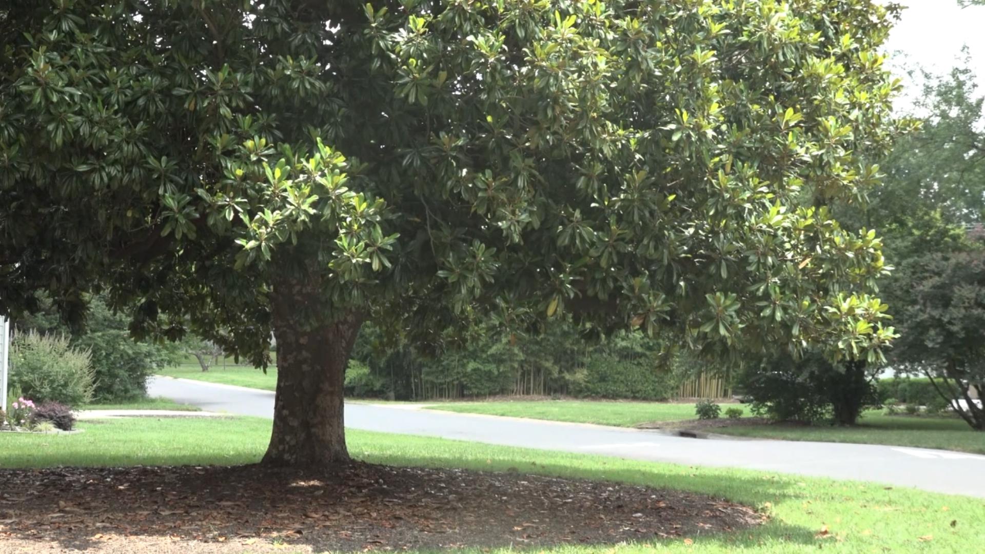 Drought and extreme heat stressing trees across the Carolinas. Here's ...