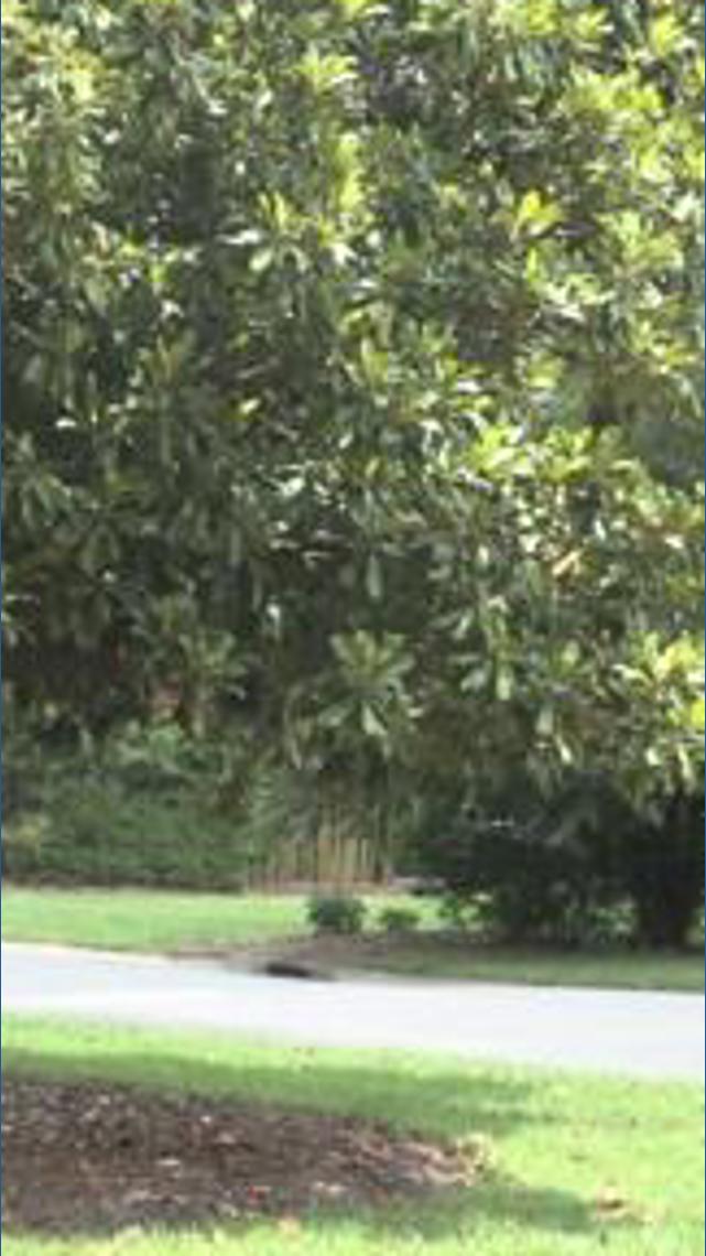 Drought and extreme heat stressing trees across the Carolinas. Here's ...