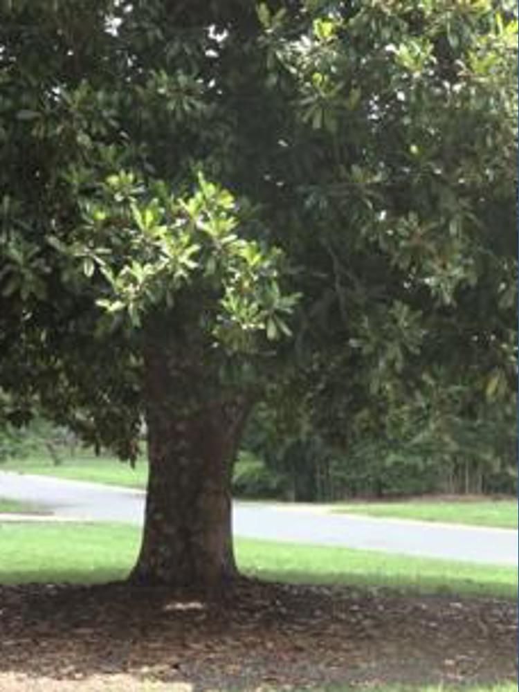 Drought and extreme heat stressing trees across the Carolinas. Here's ...