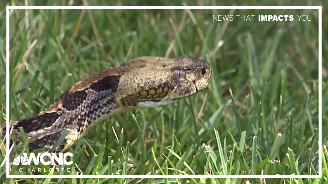 North Carolina officials concerned about rising snake antivenom costs ...