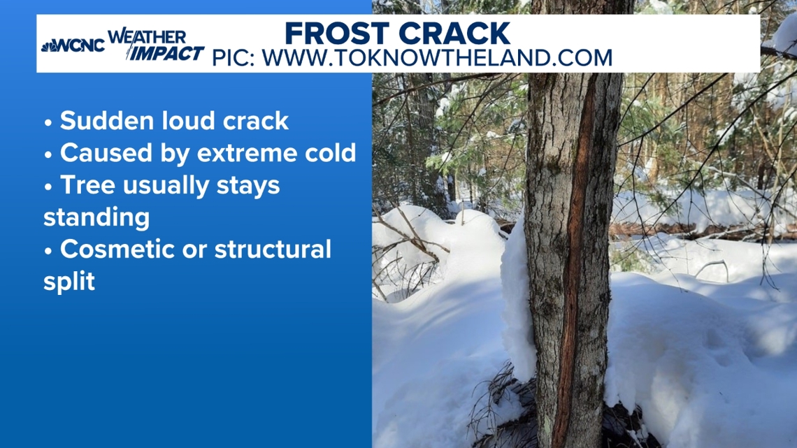 Frost crack: Explaining 'exploding trees' due to the cold | wcnc.com